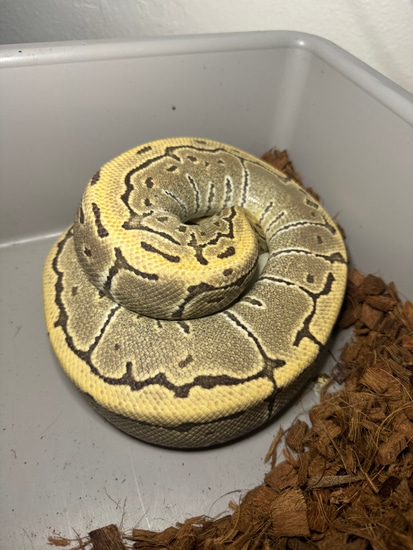 Pinstripe Desert Ghost PROVEN Ball Python by Aidens Morphing Pythons