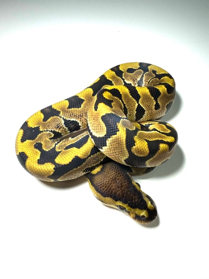NO RESERVE 🧩Puzzle 50% Het Albino Ball Python by Aidens Morphing Pythons