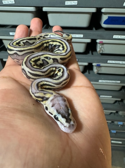 Killer Leopard Puzzle 66% Het Pied Ball Python by Aidens Morphing Pythons
