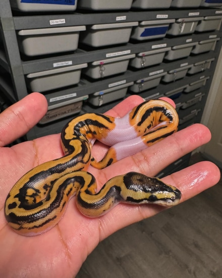 Leopard Puzzle Pied Ball Python by Aidens Morphing Pythons