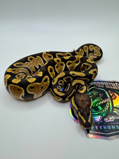 Lace Triple Het Clown Pied Albino Ball Python by Aidens Morphing Pythons