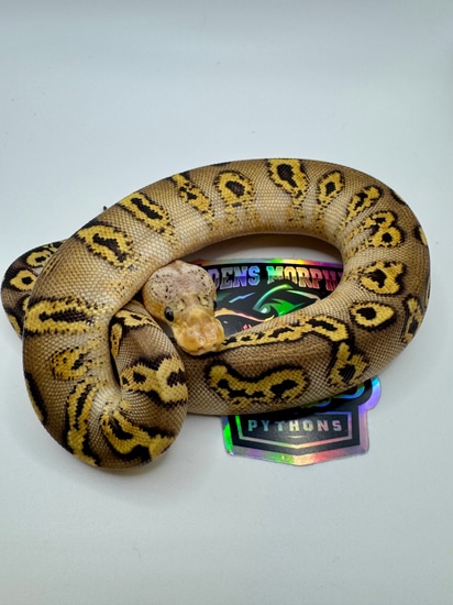 GHI Pastel Clown Ball Python by Aidens Morphing Pythons