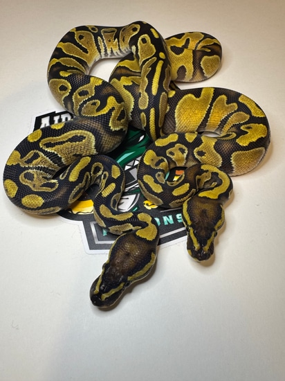 1.1 Enchi Triple Het Clown Pied Albino Ball Python by Aidens Morphing ...