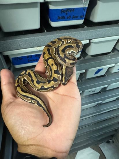 Puzzle 66% Het Pied Ball Python by Aidens Morphing Pythons