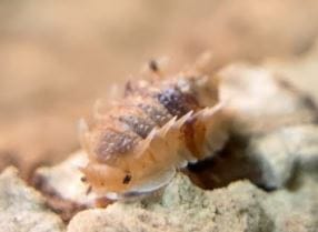 Pseudoarmadillo Spinosus "Cuban Spiny" Isopod by Pod Patrol Isopods