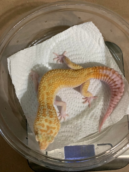 Sykes Rainbow RAPTOR HET Super Giant Leopard Gecko by Gecko Xscape