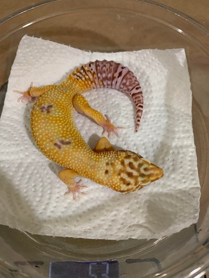 Bell Sunglow Leopard Gecko by Gecko Xscape