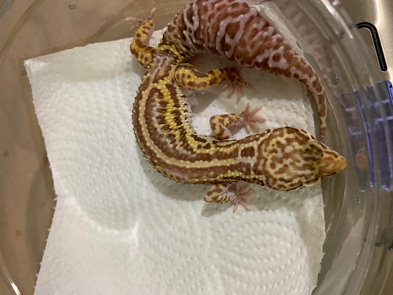 Bold Striped Bell Albino Leopard Gecko by Gecko Xscape - MorphMarket