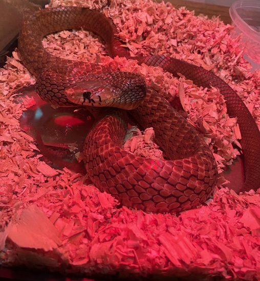 Unicolor Cribo Cribo & Indigo Snakes by Blood Orchid Reptiles