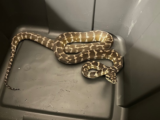 Irian Jaya Carpet Irian Jaya Carpet Python by Blood Orchid Reptiles