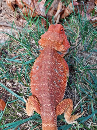 Red Hypo Tiger Central Bearded Dragon by Sierra's Dragons