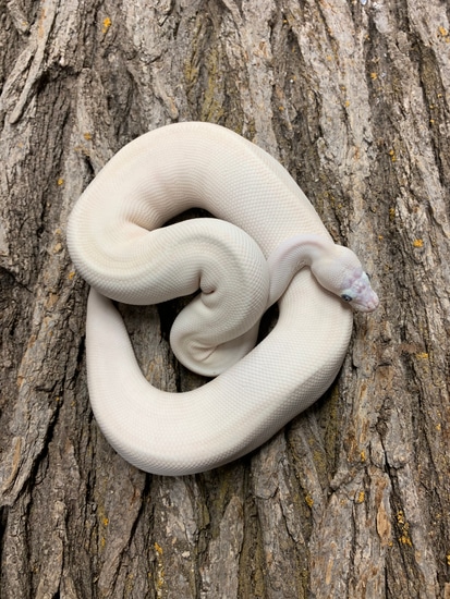 2019 Russo/lesser BEL Scaleless Head Ball Python by Aisreptiles