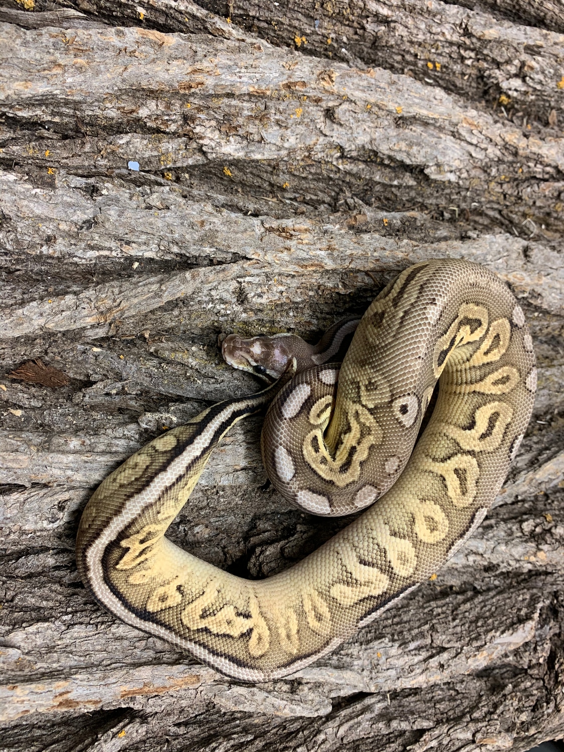 2019 Russo Pewter Scaleless Head Ball Python by Piedtopia - MorphMarket