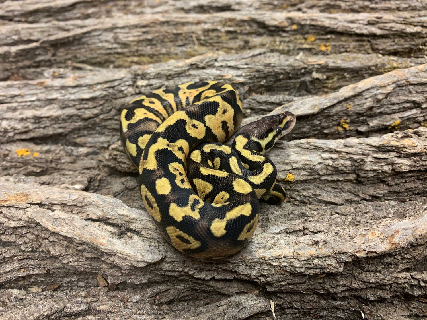 2020 Pastel Yellowbelly Het Desert Ghost Female Ball Python by ...