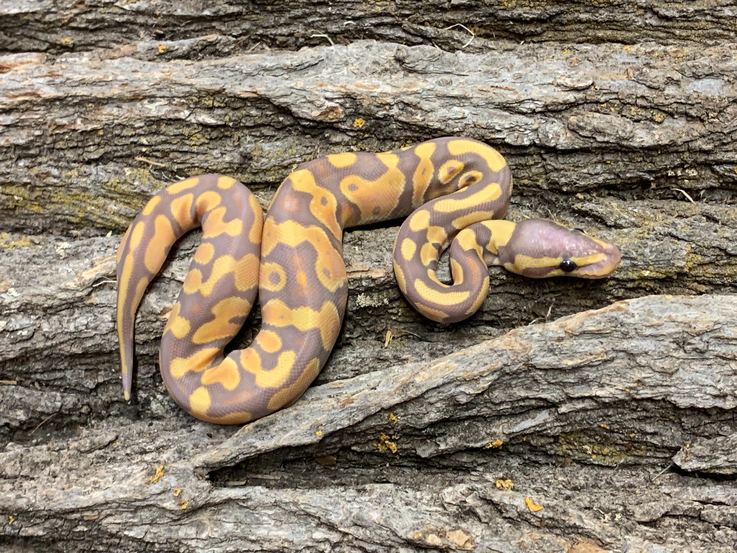 2020 Banana Yellowbelly Het Ghost Ph Pied Male Ball Python by Piedtopia - MorphMarket