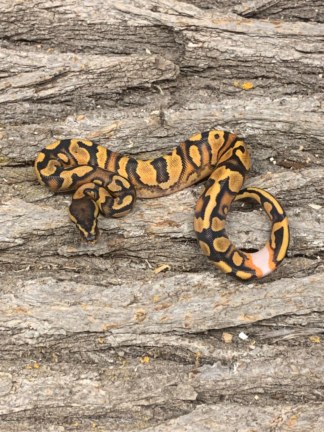 2020 UNREAL!!!! Orange Dream Yellowbelly Het Pied Male With Nice Ringer ...