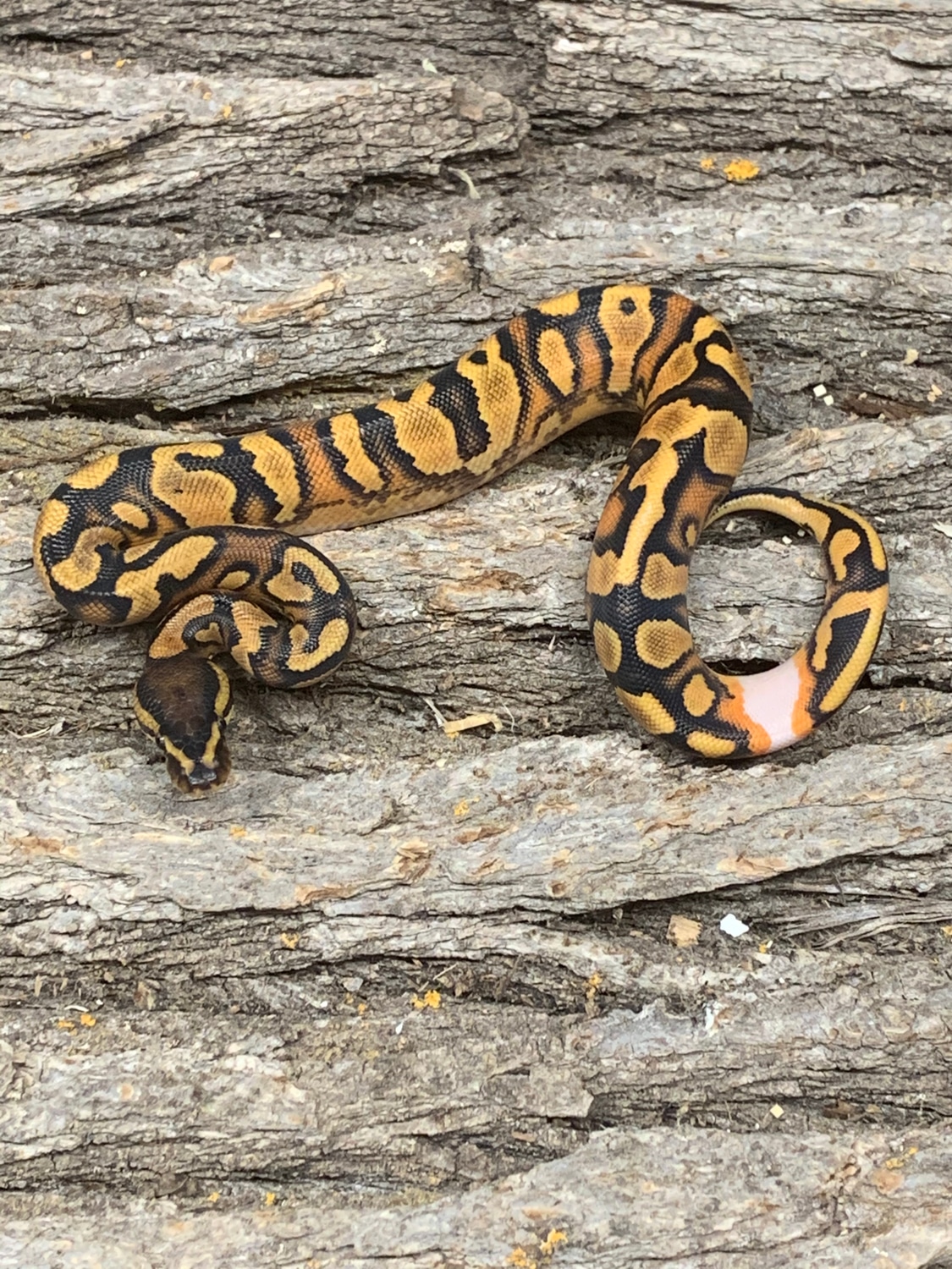 2020 UNREAL!!!! Orange Dream Yellowbelly Het Pied Male With Nice Ringer ...
