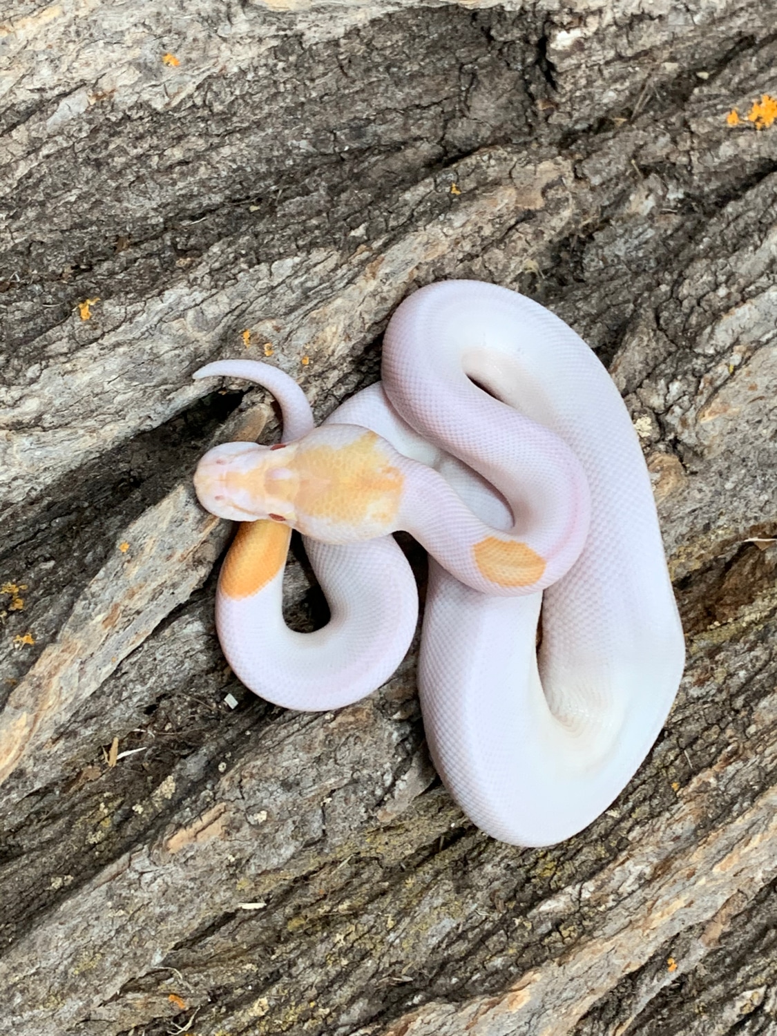 2021 Albino Pinto Pied Super Nice! Ball Python by Aisreptiles/piedtopia ...