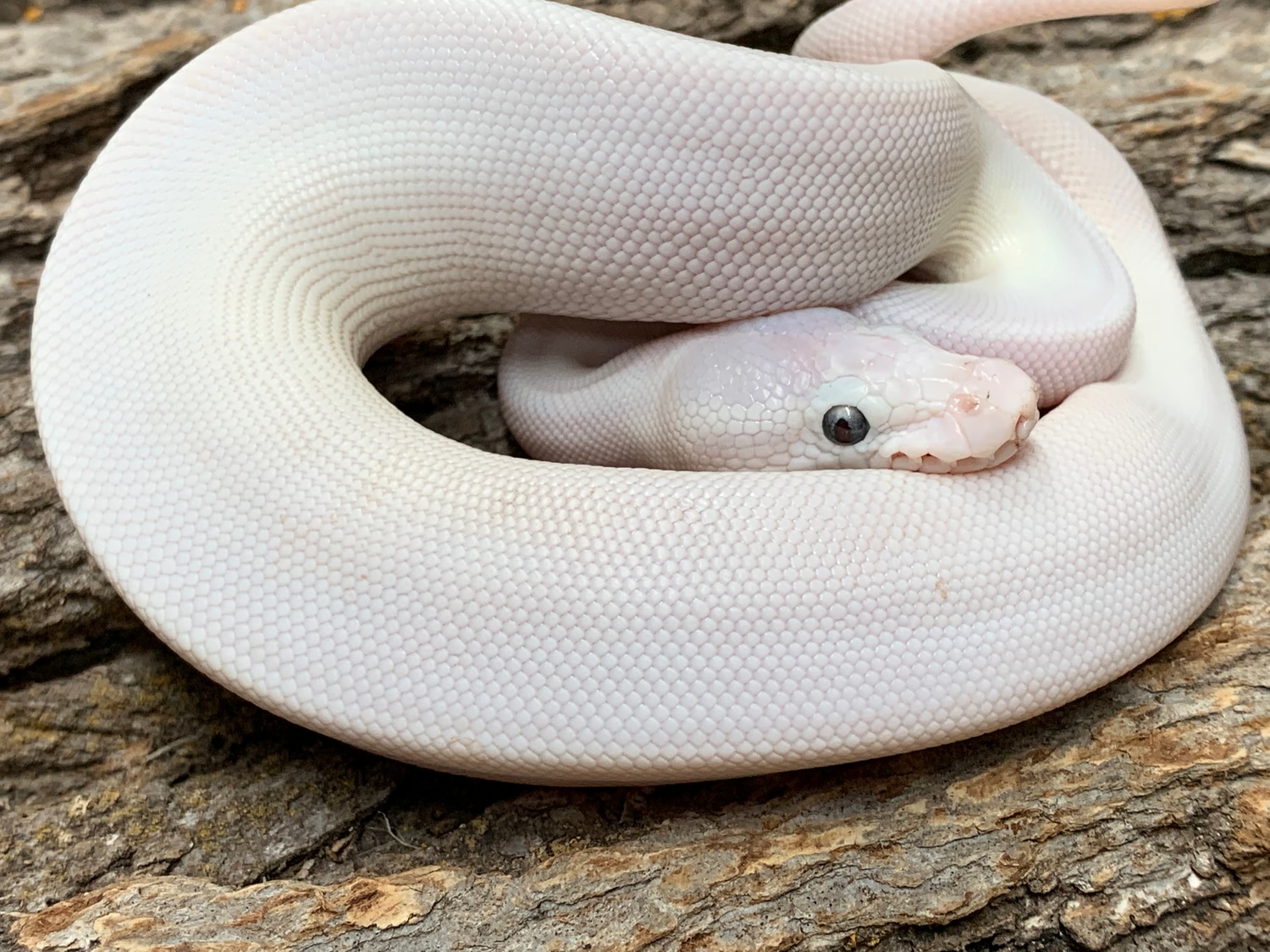 2021 BEL Blue Eyed Lucy Female Ball Python by Piedtopia - MorphMarket