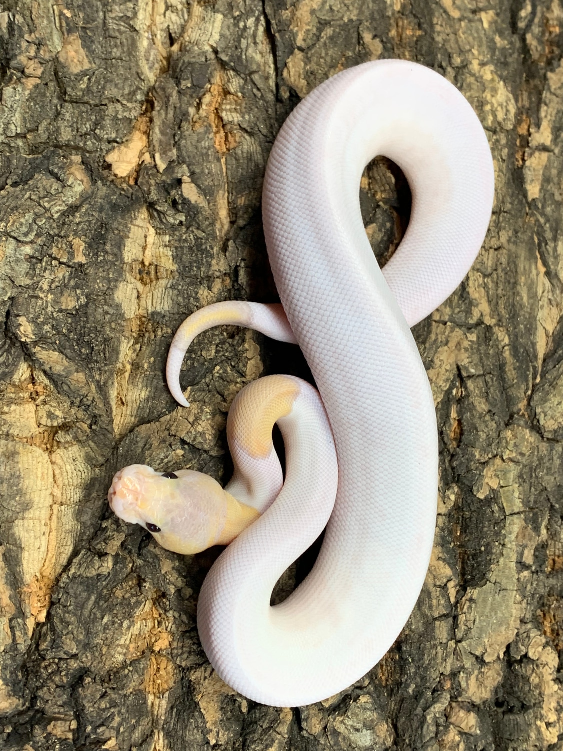 2021 Banana Pinto Pied Male Ball Python by Piedtopia - MorphMarket