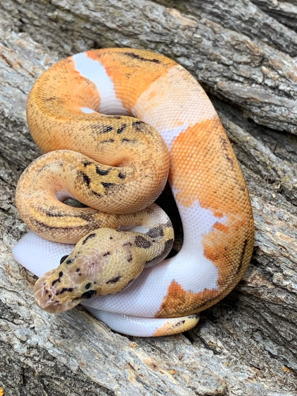 2021 Pastel Clown Pied Female Trades Welcome Ball Python by Aisreptiles ...