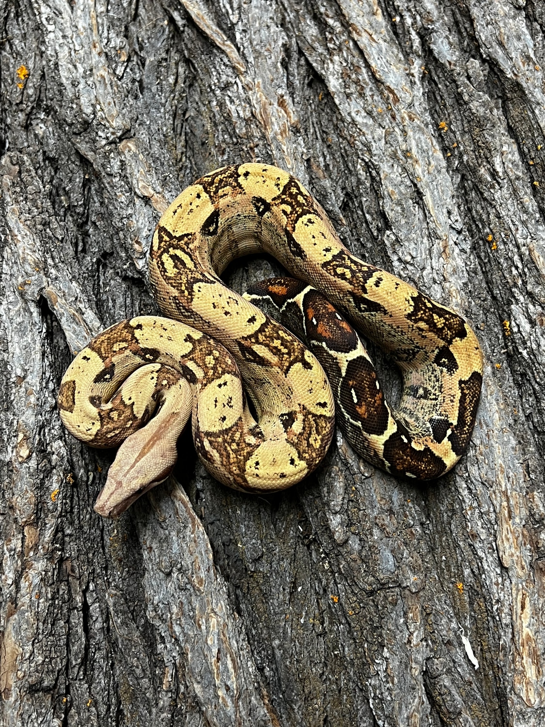 Male Vpi Caramel Albino Pink Panther Boa Constrictor by Piedtopia - MorphMarket