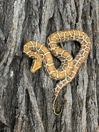 2021 Gulf Coast Line Caramel Female Burmese Python by Aisreptiles