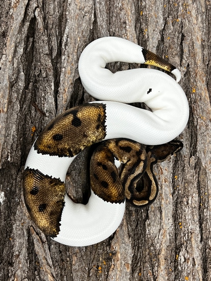 Double Smiley Face Female Pied Ball Python by Piedtopia