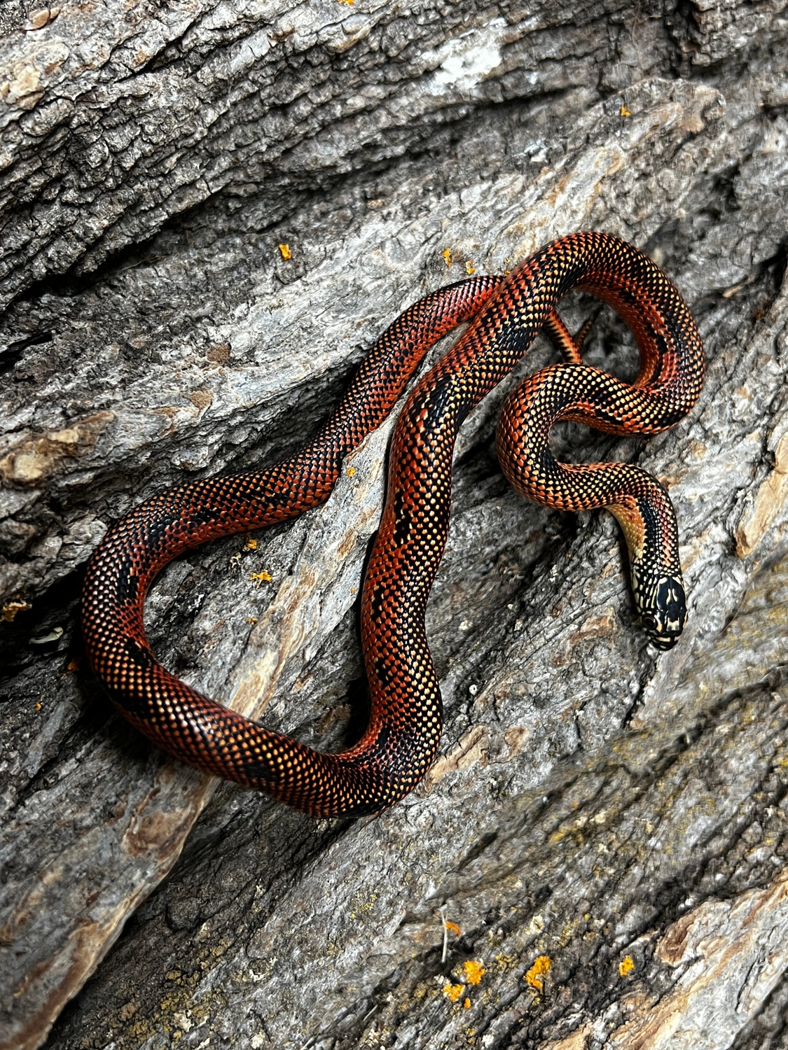2021 Blotched Goini Nice Red Male Apalachicola Kingsnake by Piedtopia ...