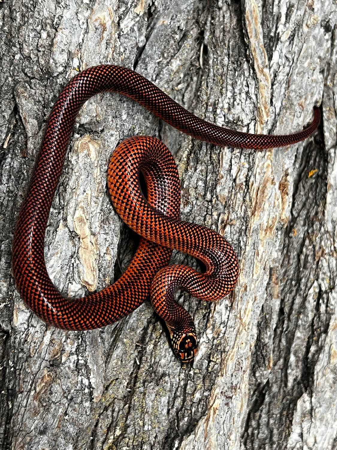 2021 Patternless Goini High Red Male Apalachicola Kingsnake by ...
