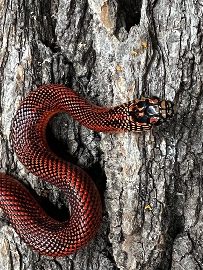 2021 Patternless High Red Goini Male Apalachicola Kingsnake by Aisreptiles