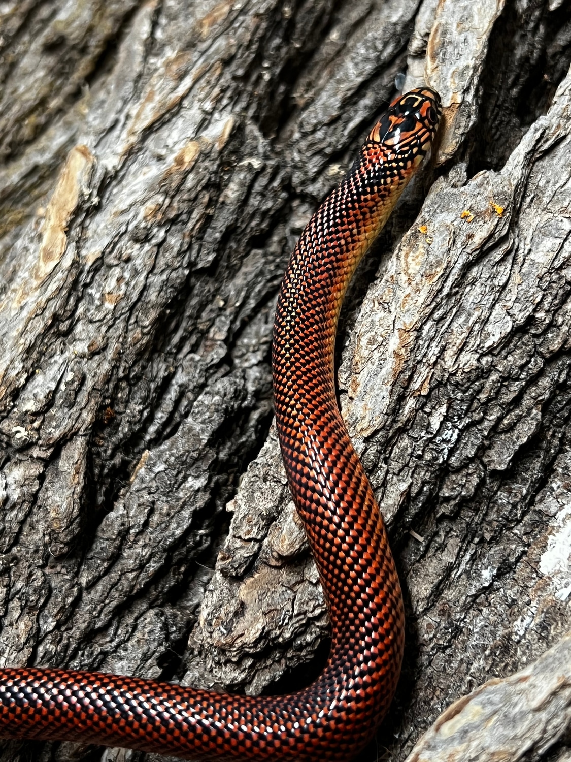 2021 Patternless High Red Goini Male Apalachicola Kingsnake by ...
