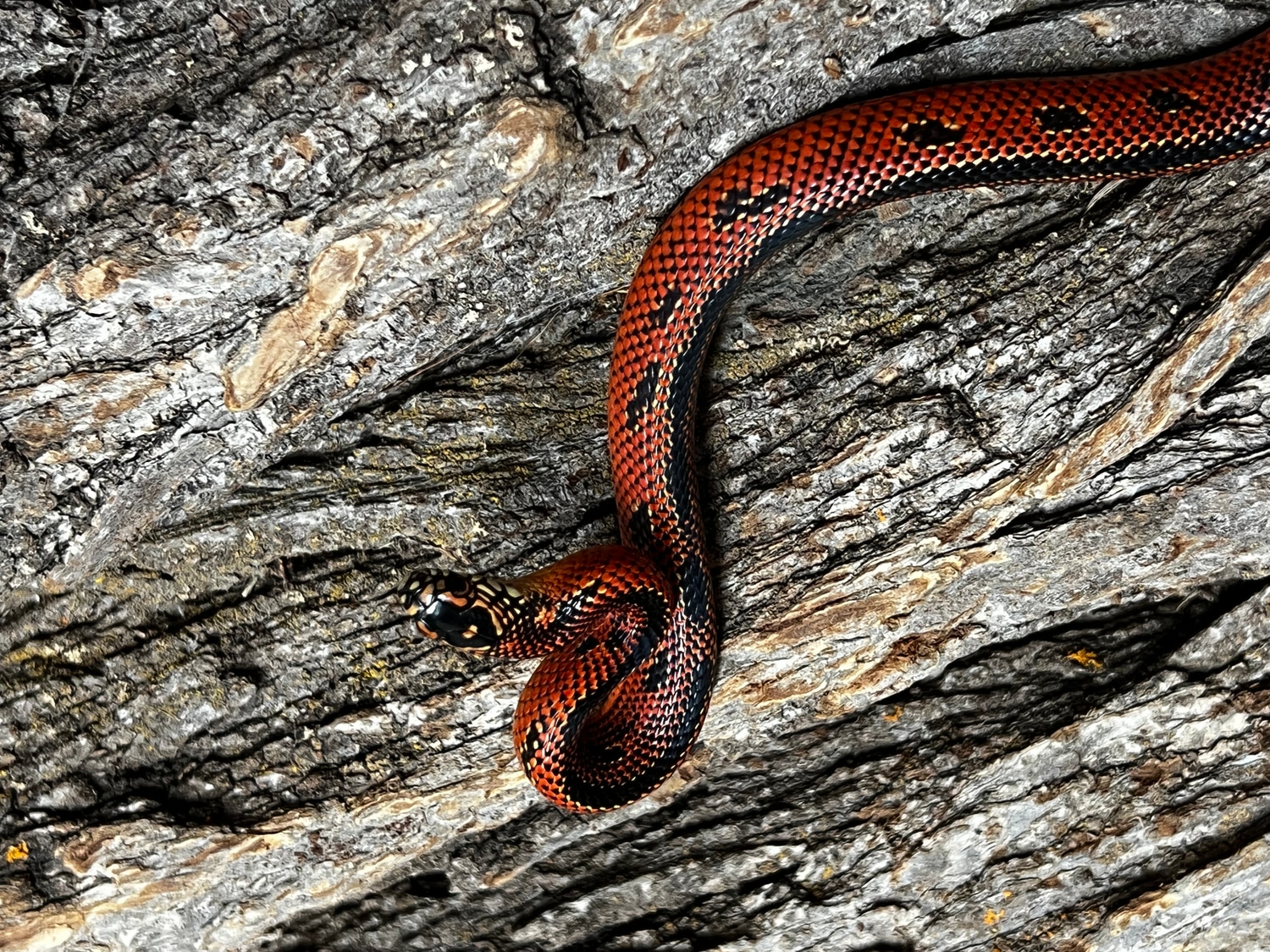 2021 Blotched High Red Goini Female Apalachicola Kingsnake by ...