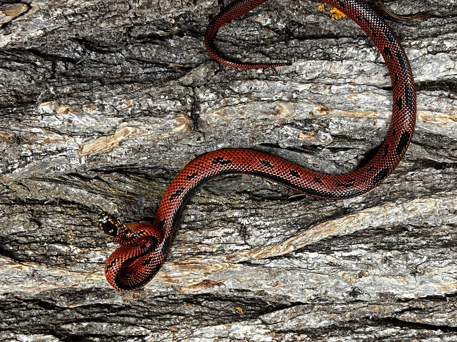 2021 Blotched High Red Goini Female Apalachicola Kingsnake by Piedtopia ...