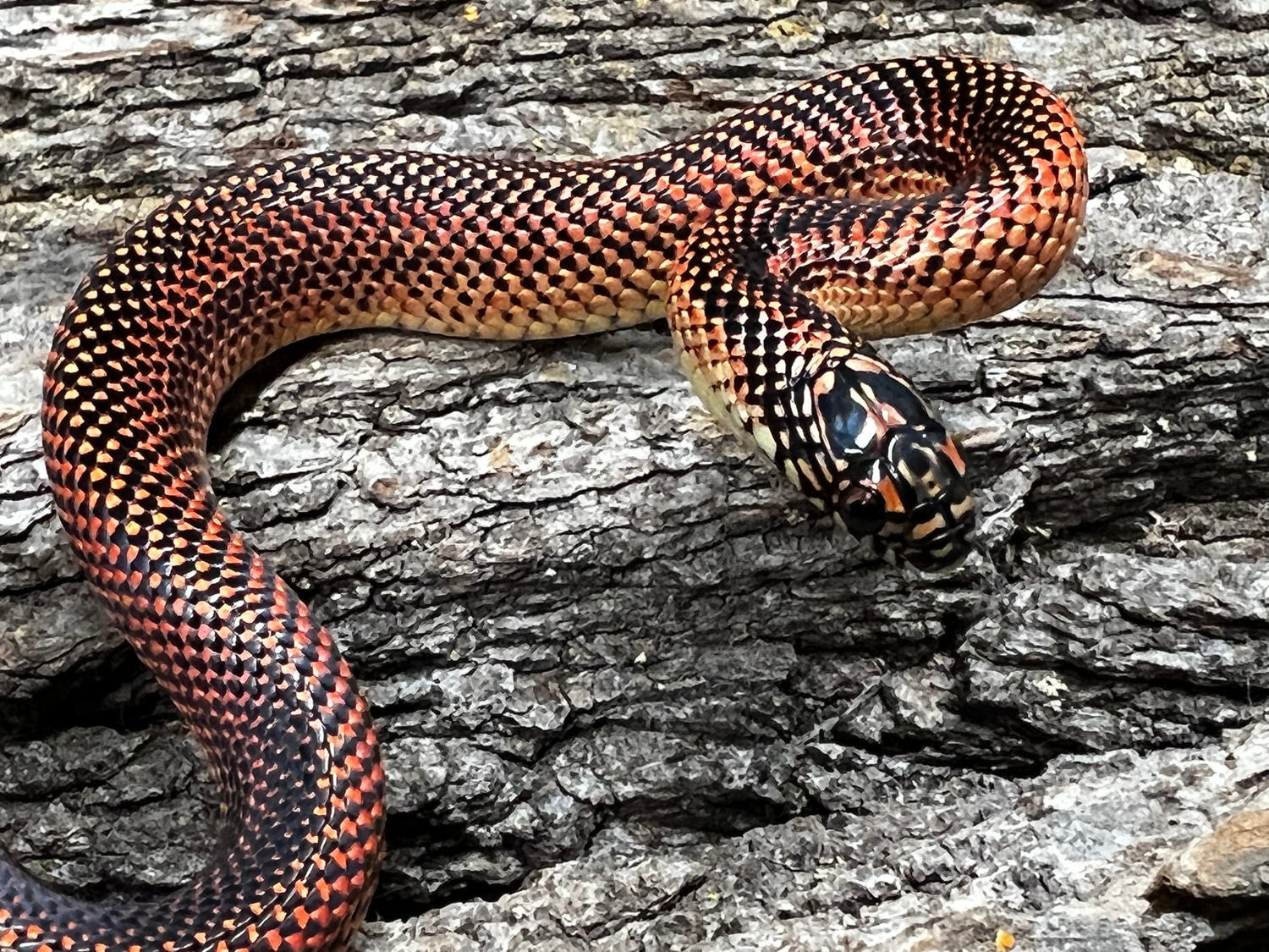 2021 Patternless Goini Male Apalachicola Kingsnake by Piedtopia ...