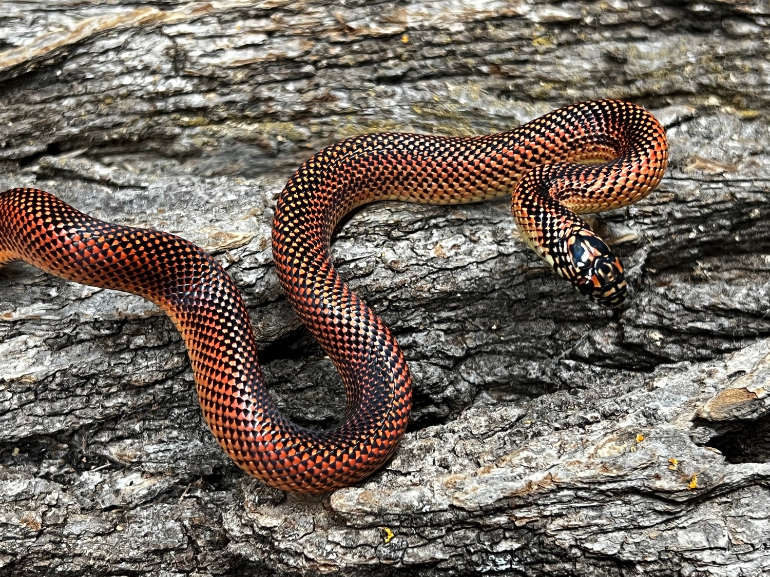 2021 Patternless Goini Male Apalachicola Kingsnake by Piedtopia ...