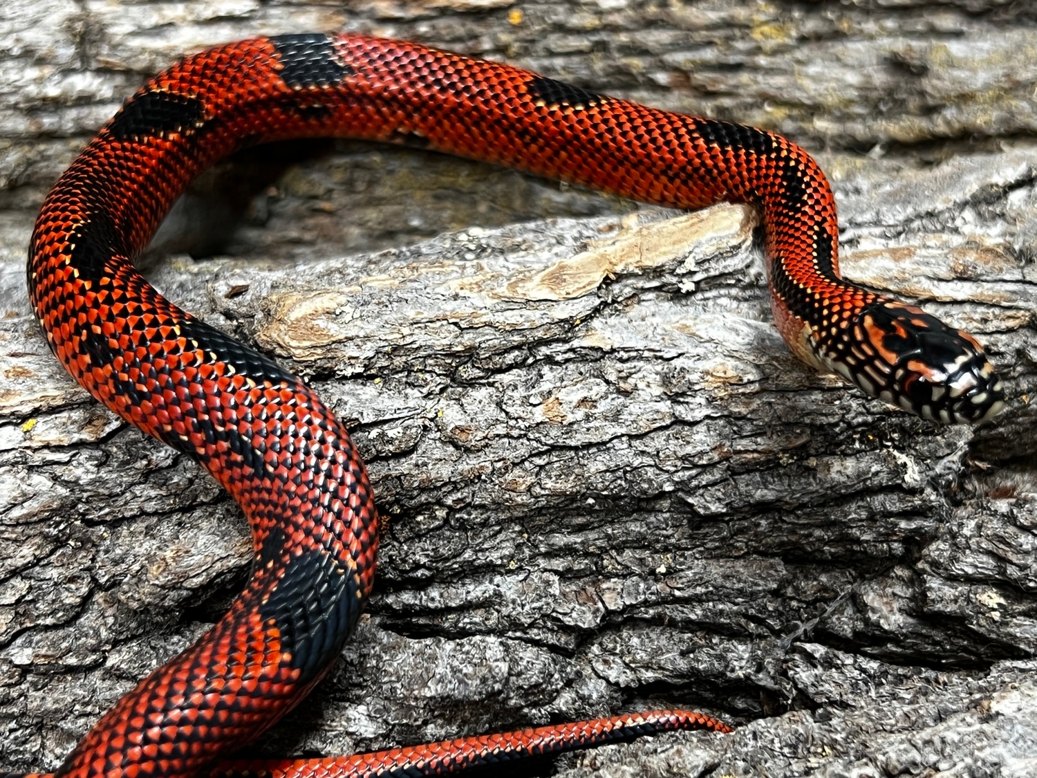 2021 Blotched High Red Goini Female Apalachicola Kingsnake by Piedtopia ...