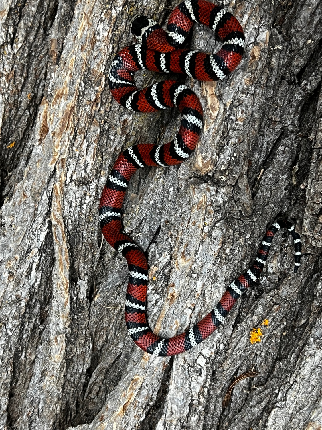 2021 Andean Milk Snake by Piedtopia - MorphMarket