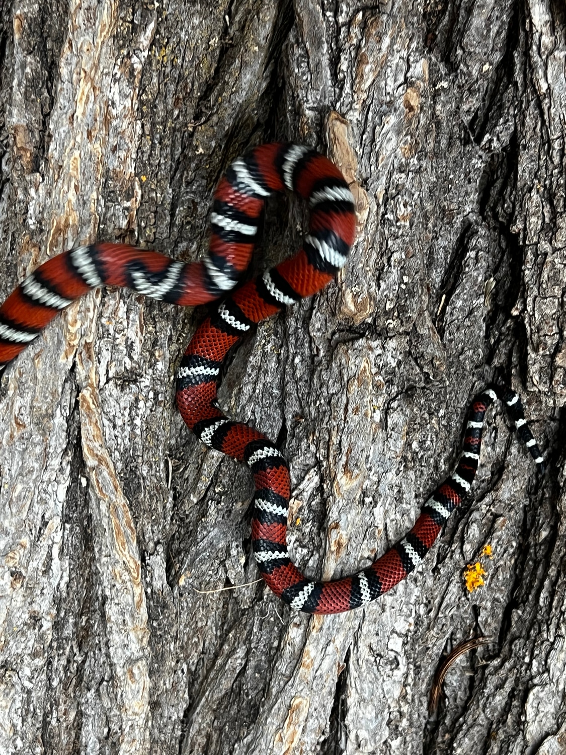 2021 Andean Milk Snake by Piedtopia - MorphMarket