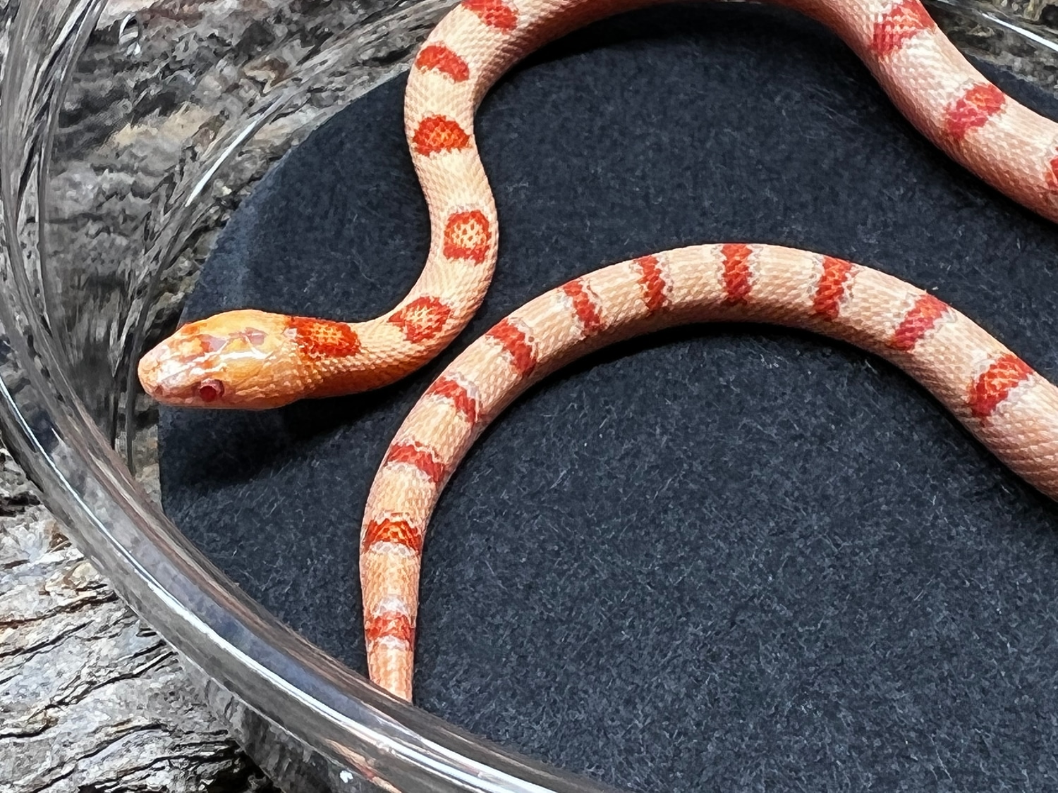 21’ Albino Variable Kingsnake Male Nuevo Leon Kingsnake by Piedtopia ...