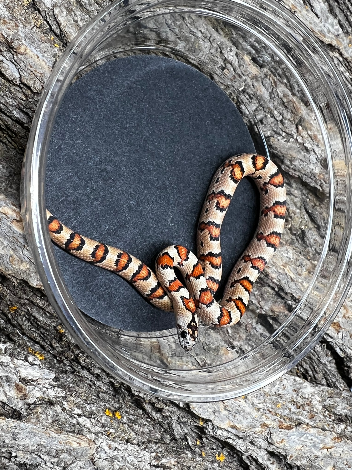 21’ Thayeri/variable Het Albino Kingsnake Female Nuevo Leon Kingsnake ...