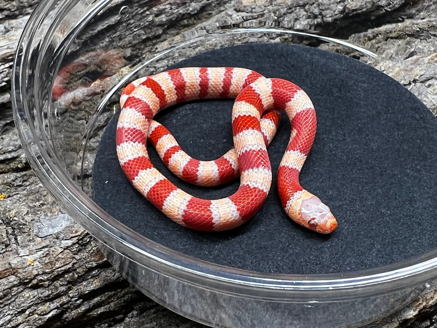 21’ Albino Thayeri/variable Kingsnake Male Nuevo Leon Kingsnake by ...