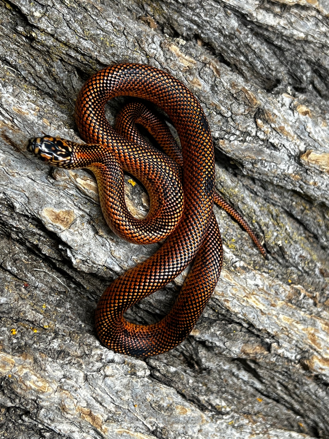 21’ Patternless Red Goini Male Apalachicola Kingsnake by Piedtopia ...
