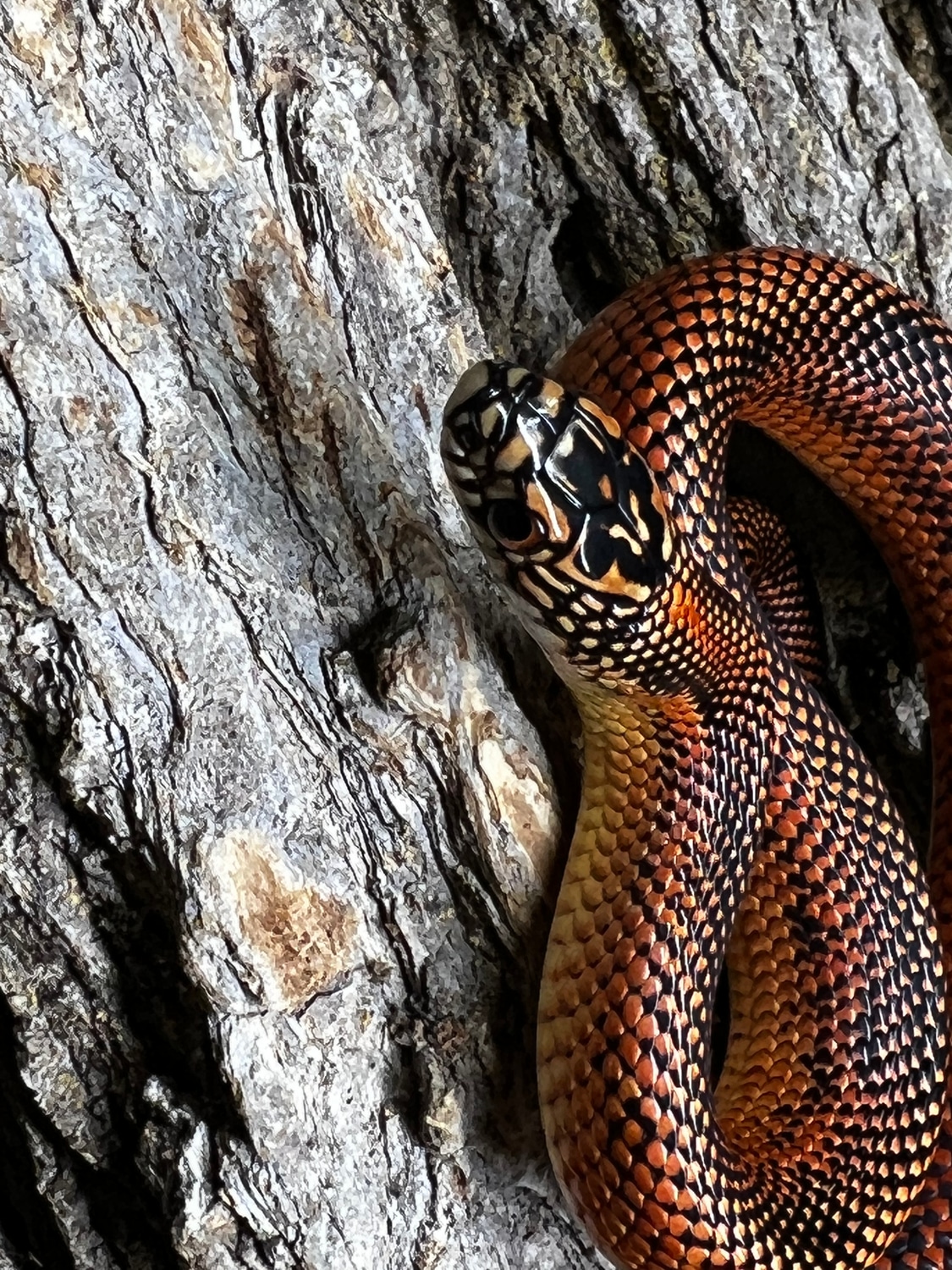 21’ Patternless Red Goini Male Apalachicola Kingsnake by Piedtopia ...