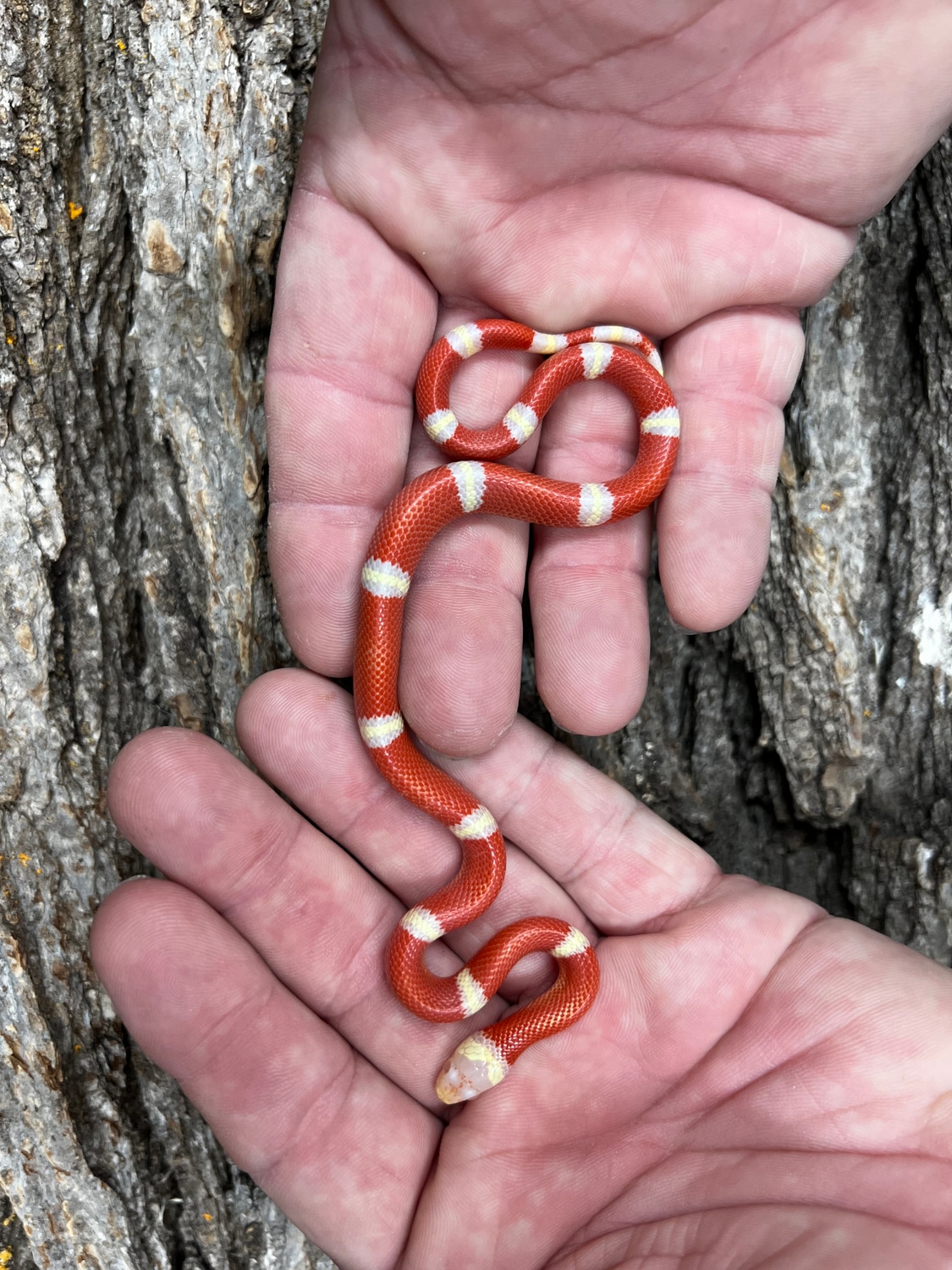 2021 Albino Female Sinaloan Milk Snake by Piedtopia - MorphMarket