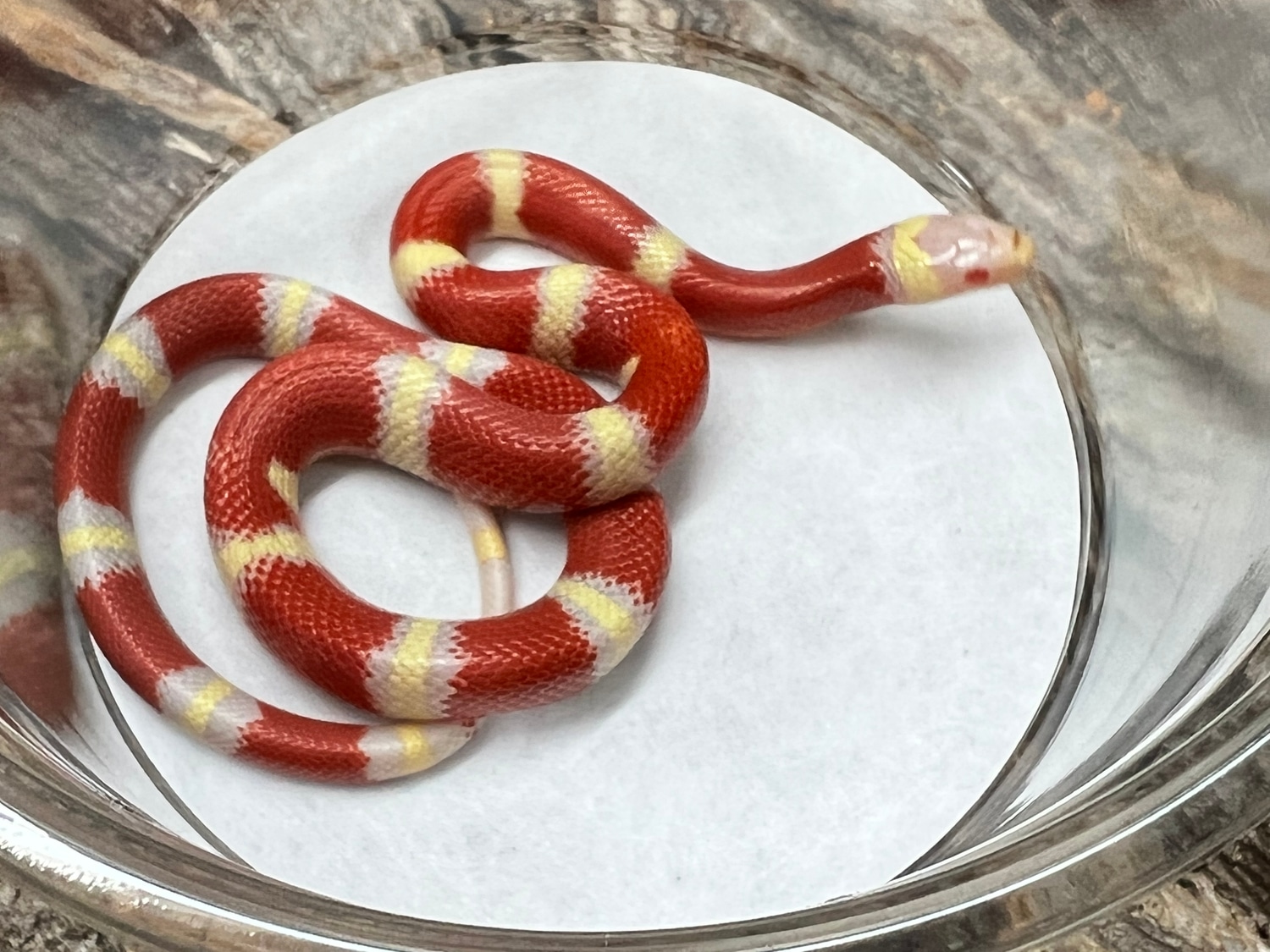 Albino Nelson's Milk Snake by Piedtopia - MorphMarket