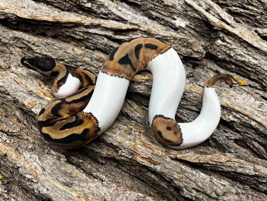 Pied Het Candino Female With Smiley Ball Python by Aisreptiles