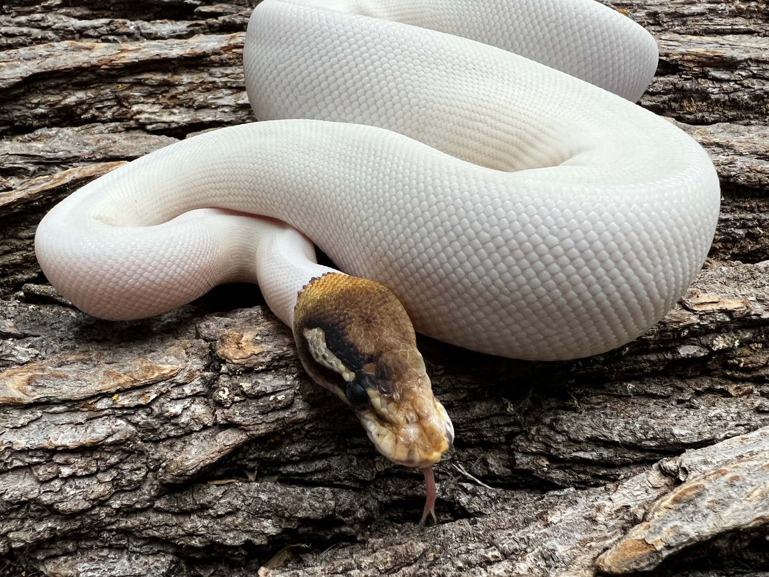 Well Started Russo/pinto Pied Female Ball Python by Piedtopia - MorphMarket