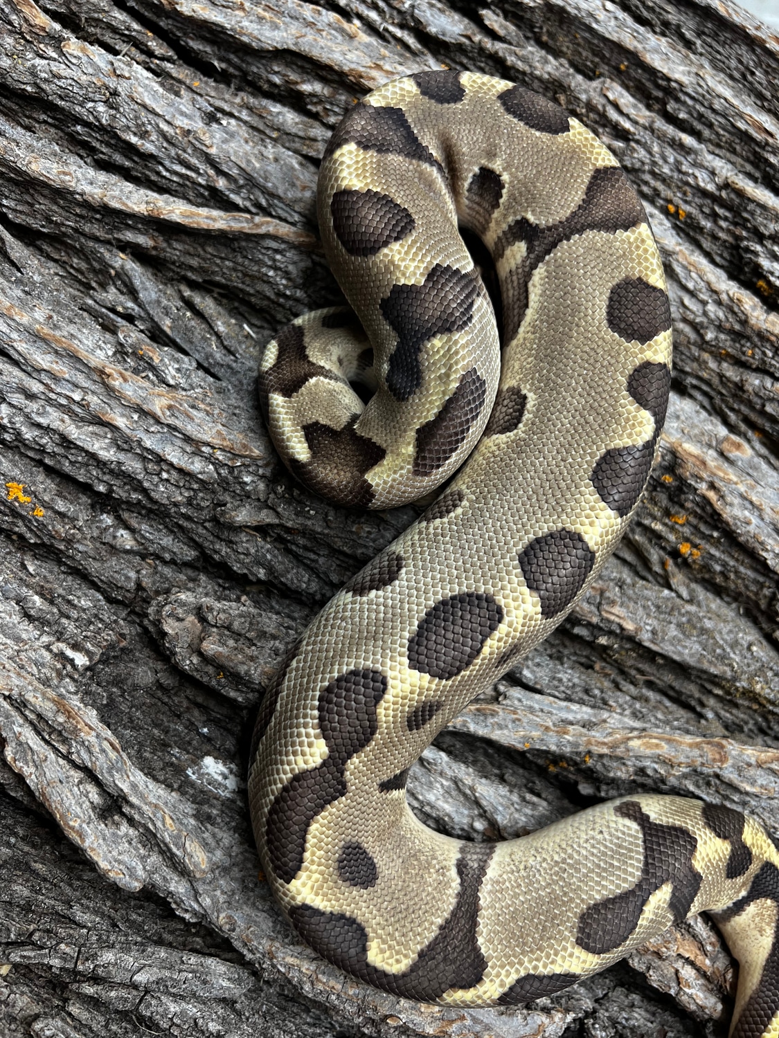 Leopard Enchi Fire Male With Plugs Ball Python by Piedtopia - MorphMarket