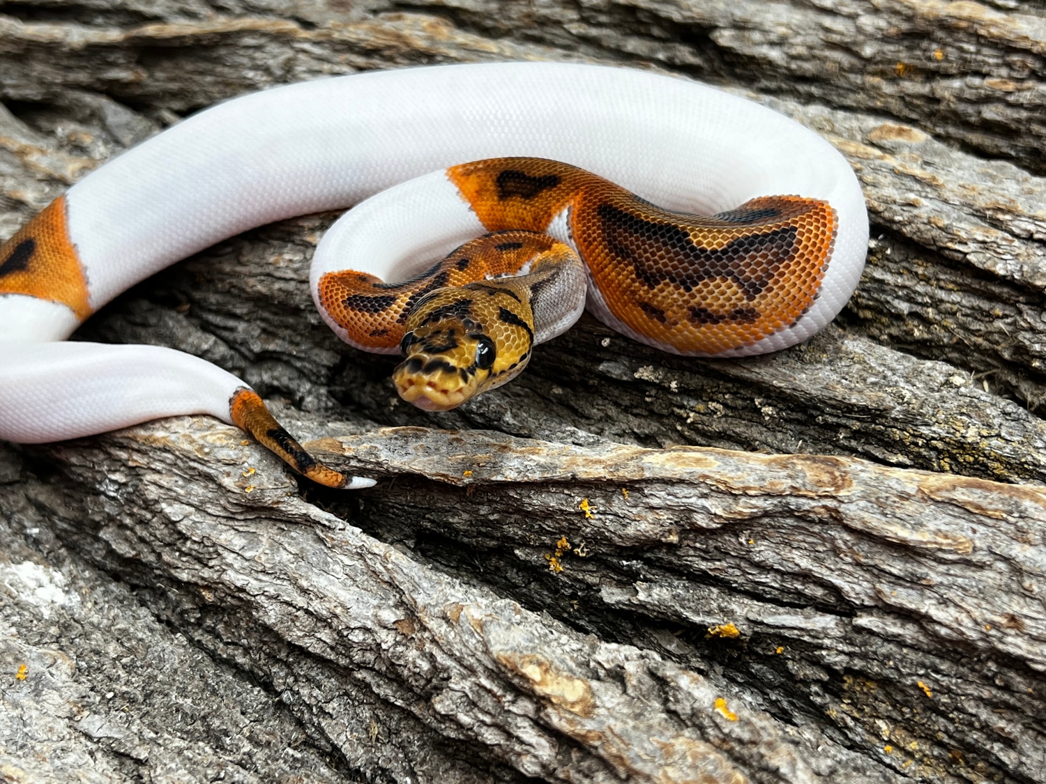 STUNNING Clown Pied Male Ball Python by Aisreptiles/piedtopia - MorphMarket